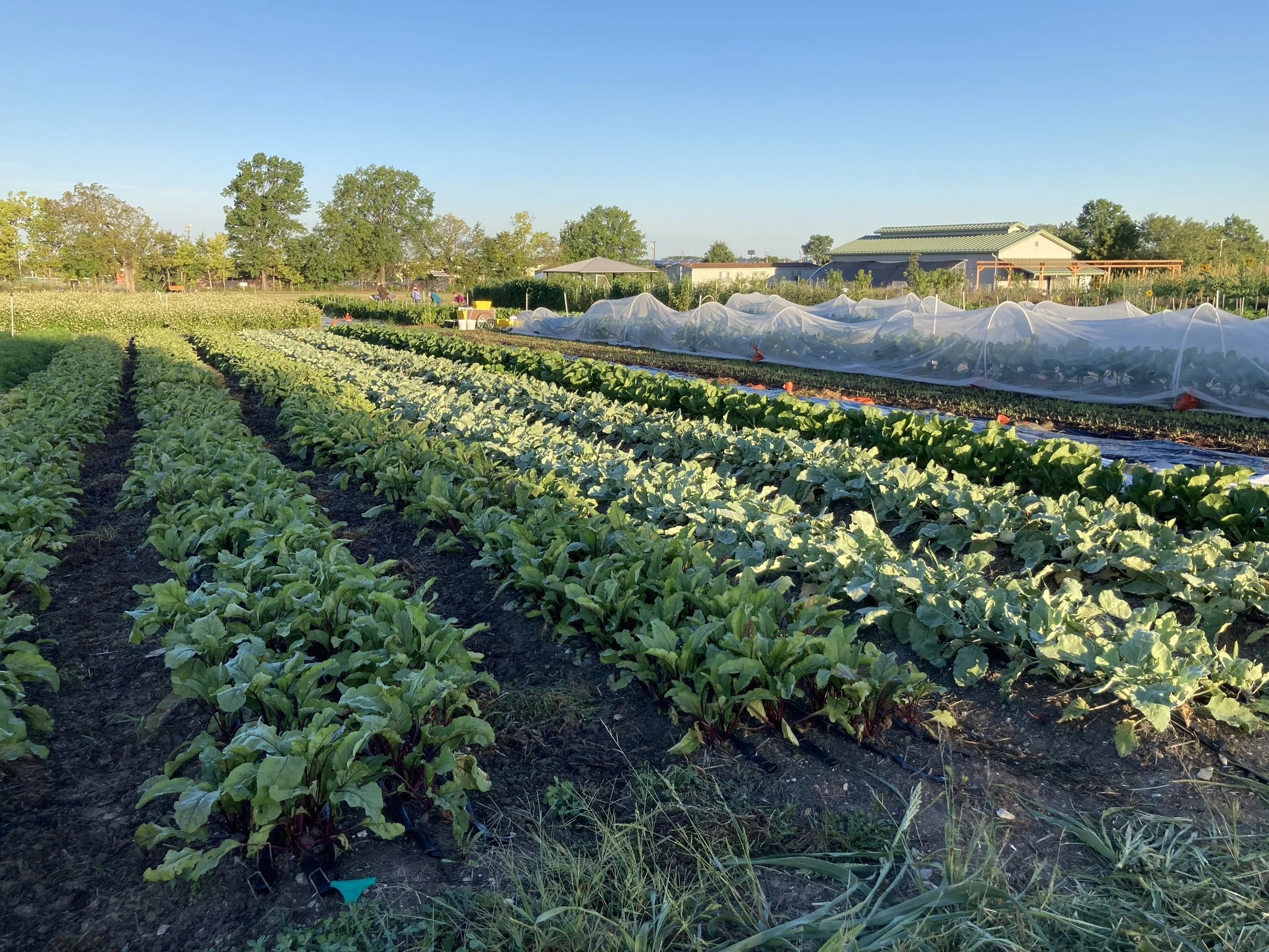 Columbia's Agriculture Park — Columbia Center for Urban Agriculture