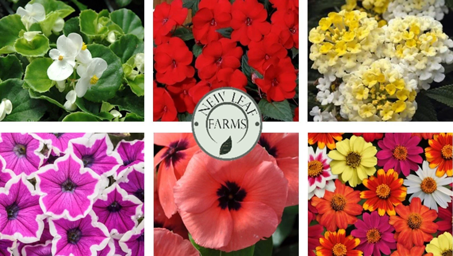 General 1 — New Leaf Farms