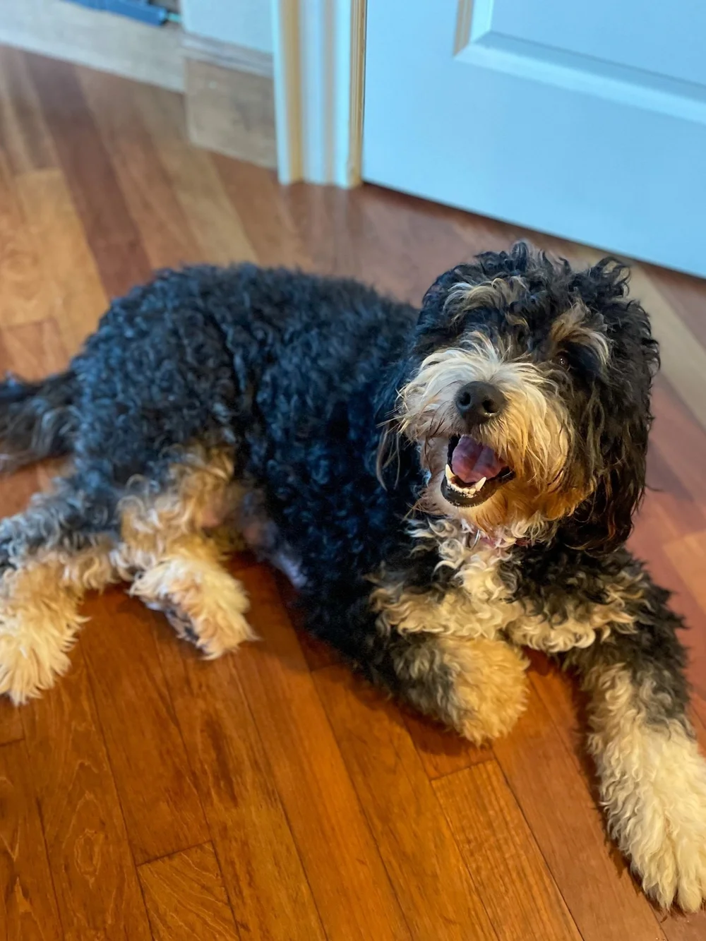 Adult Females — Sandy Creek Bernedoodles
