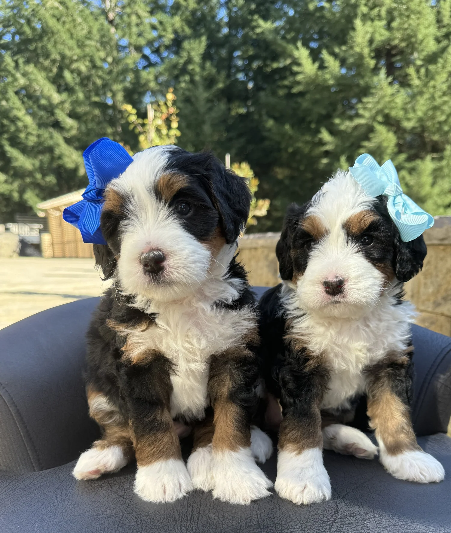Pricing | Find Your Perfect Puppy — Get Started Today — Sandy Creek ...