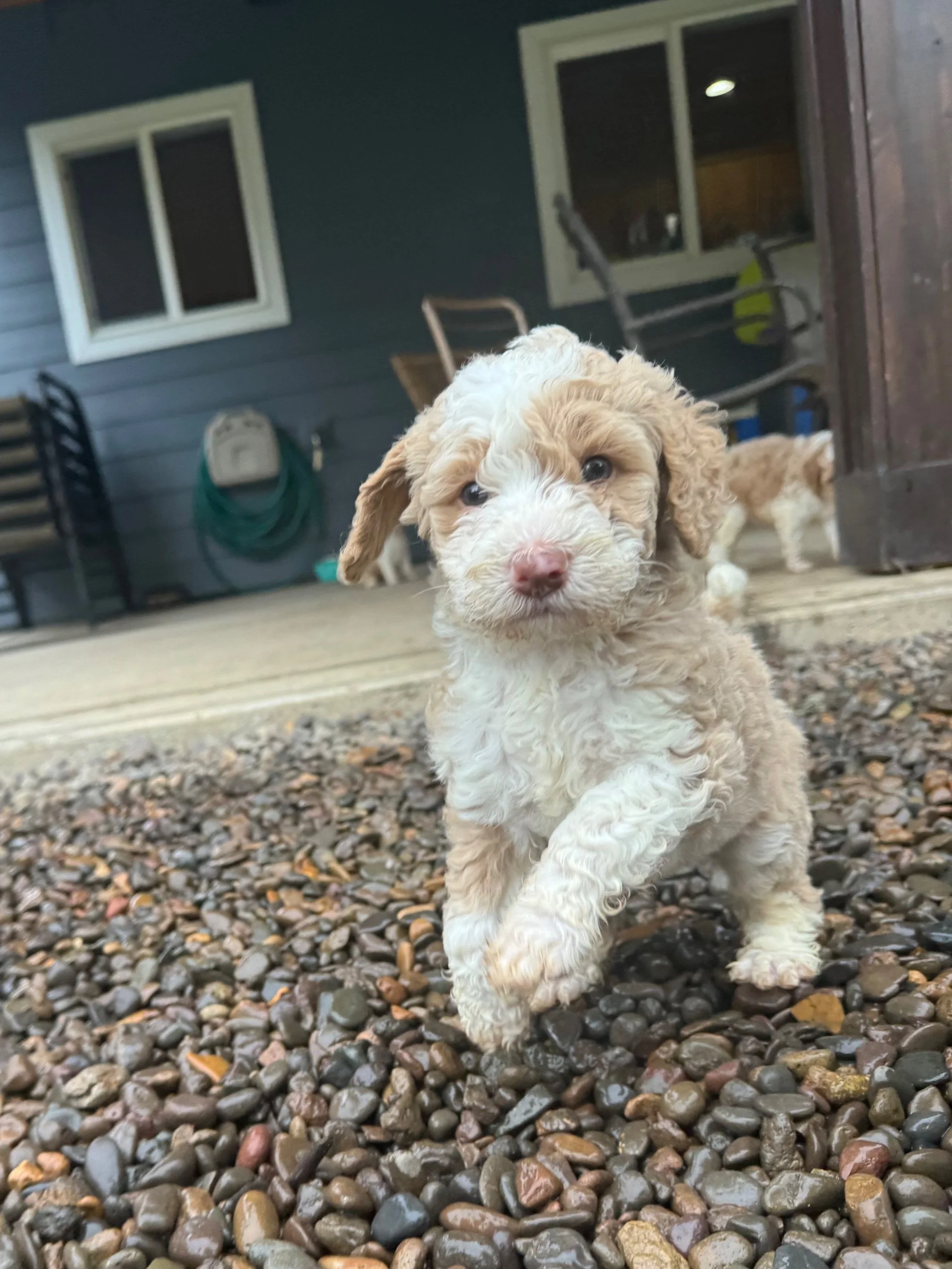 Available Puppies — Sandy Creek Bernedoodles