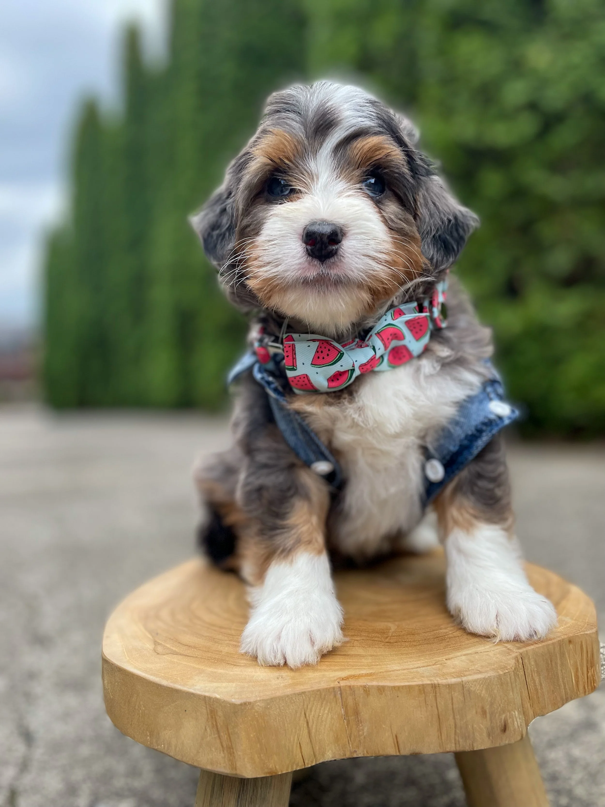 Pricing | Find Your Perfect Puppy — Get Started Today — Sandy Creek ...