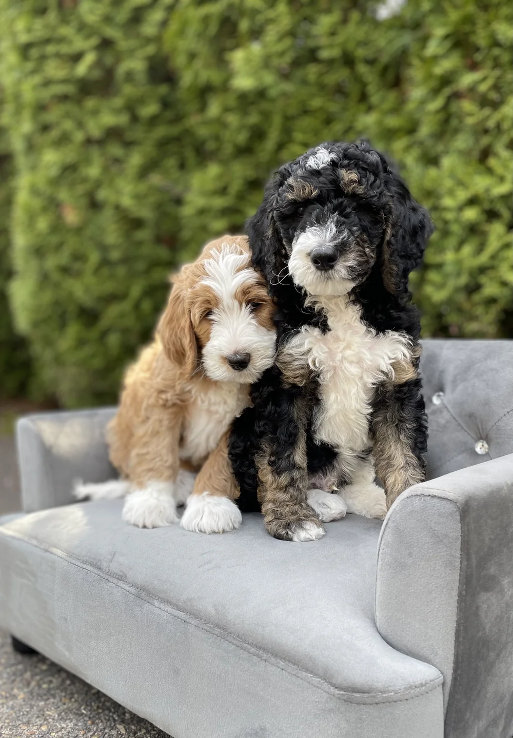 Pricing — Sandy Creek Bernedoodles