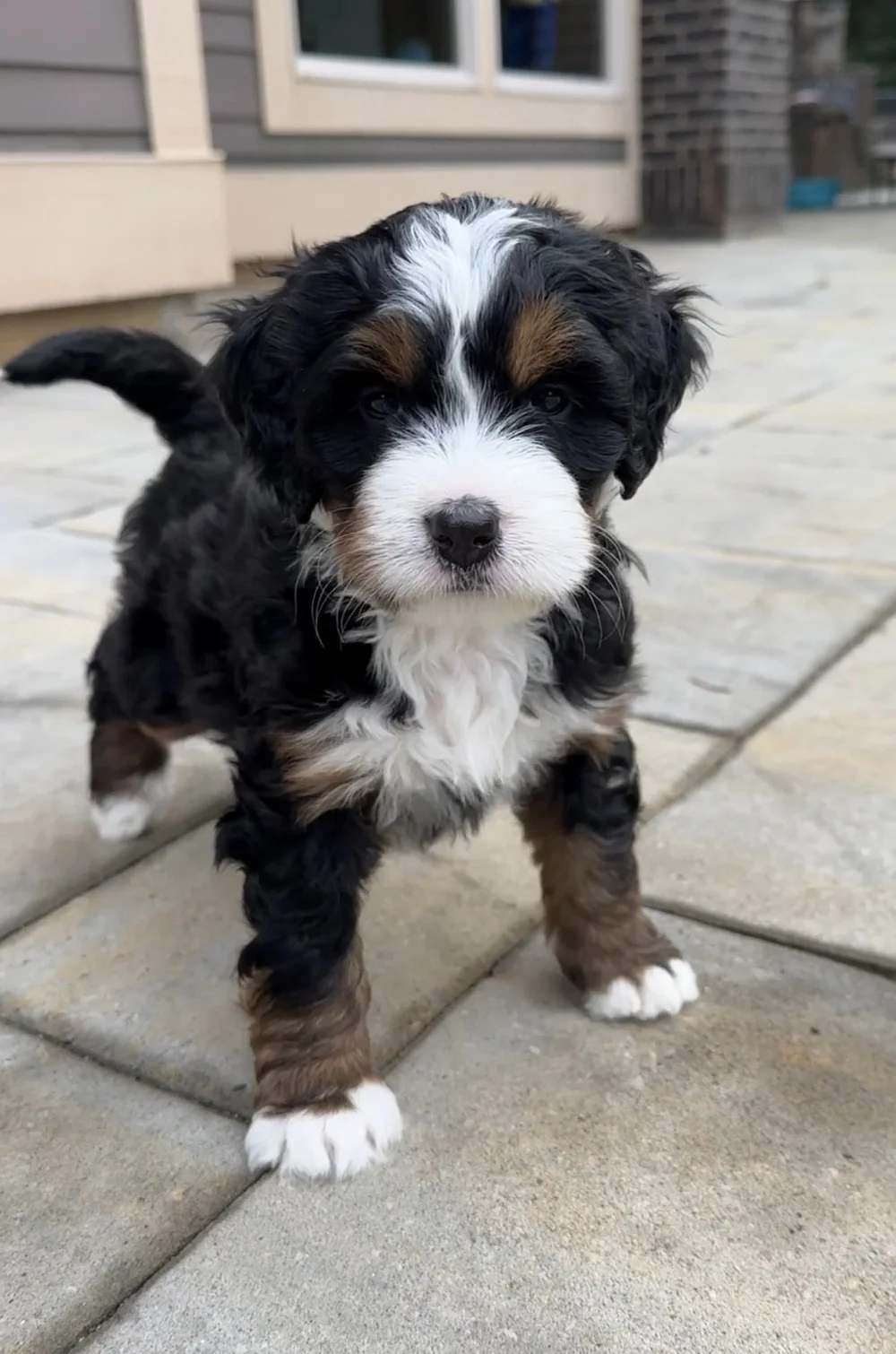 Breed Types — Sandy Creek Bernedoodles