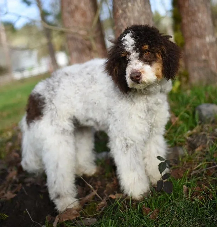 Adult Males — Sandy Creek Bernedoodles