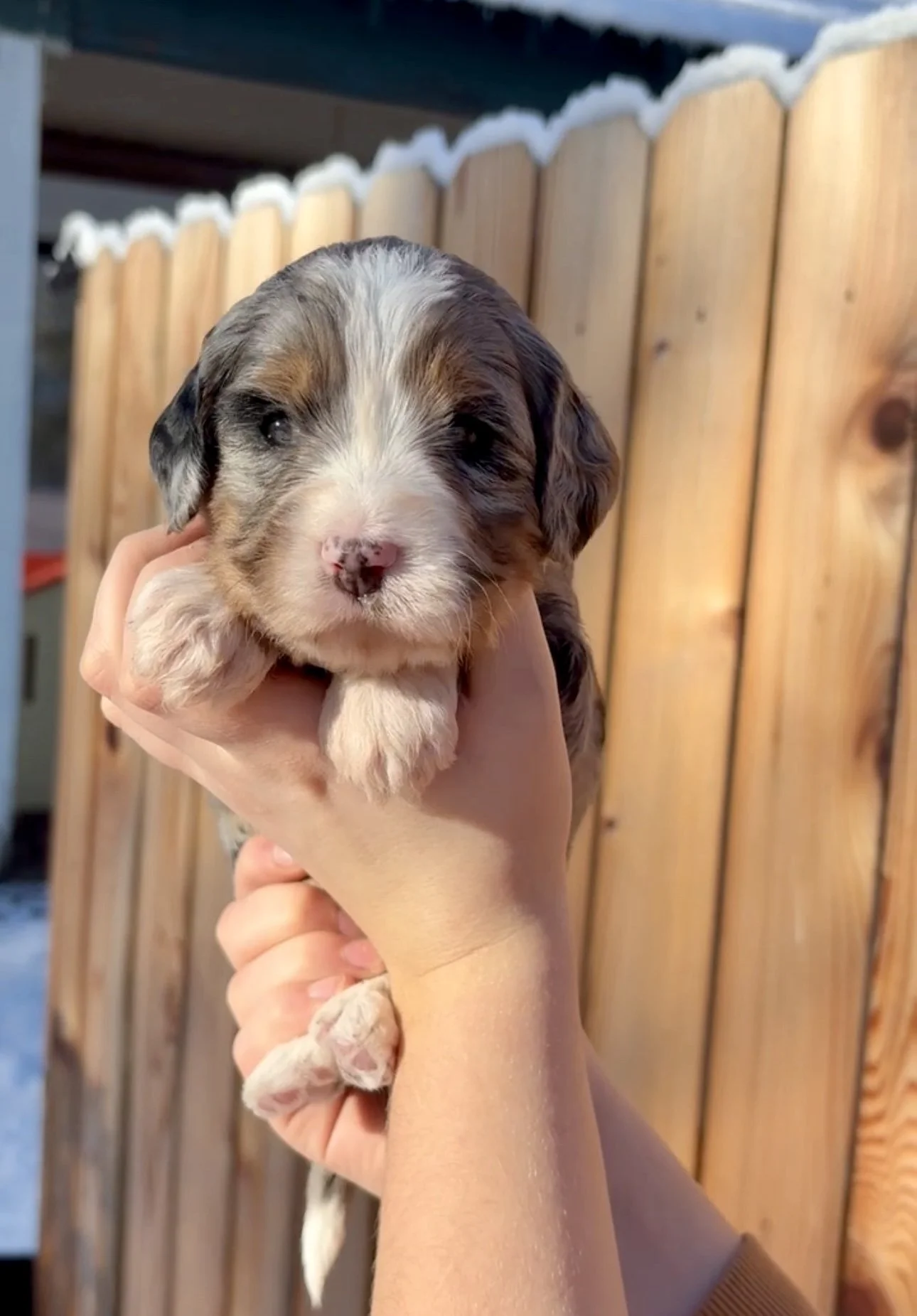Strawberry — Sandy Creek Bernedoodles