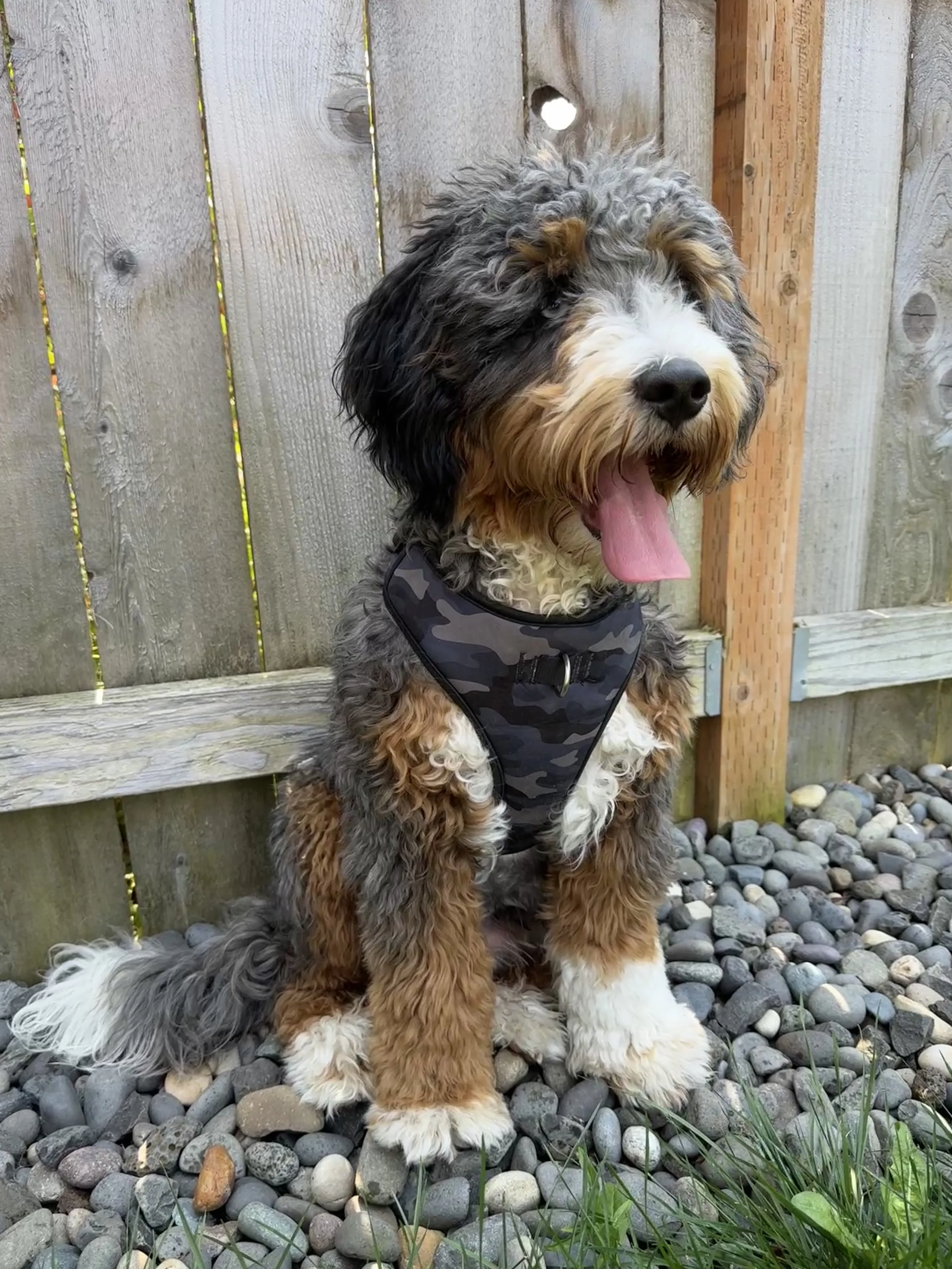 Adult Males — Sandy Creek Bernedoodles