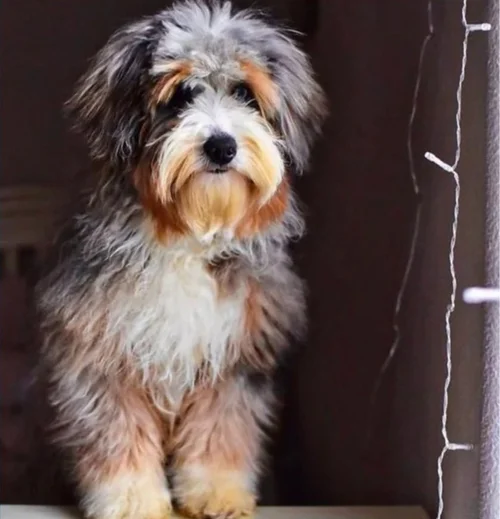 Upcoming Litters — Sandy Creek Bernedoodles