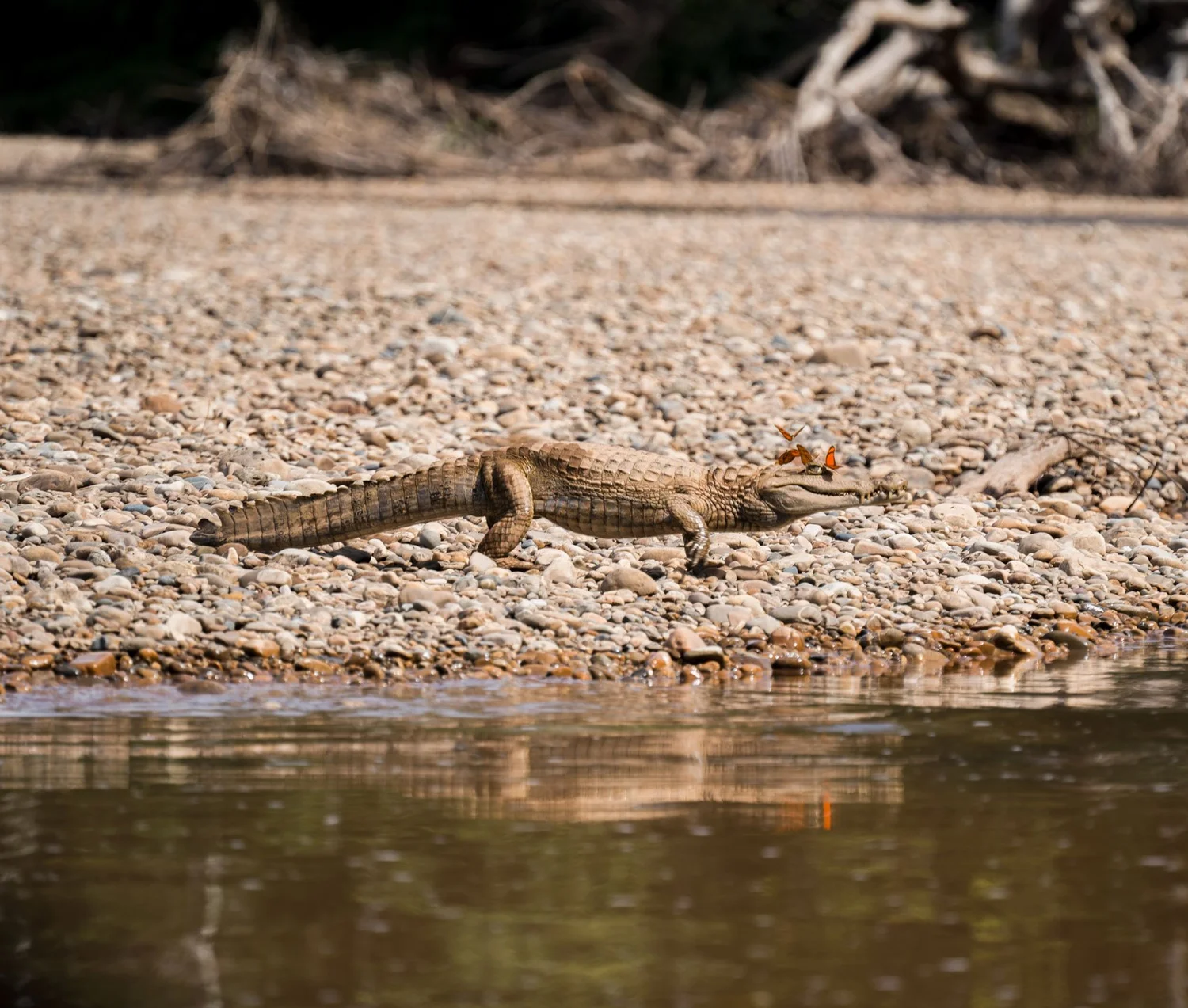 Exploring Peru’s Amazon Rainforest: Our 4 Day Itinerary & Experience ...