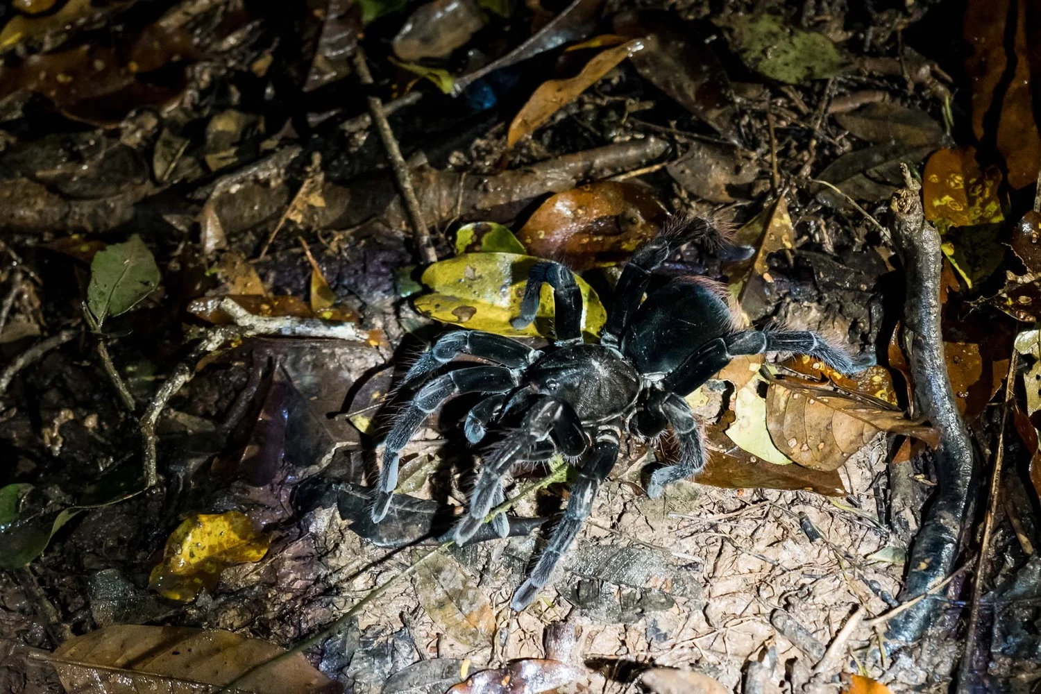 Exploring Peru’s Amazon Rainforest: Our 4 Day Itinerary & Experience ...