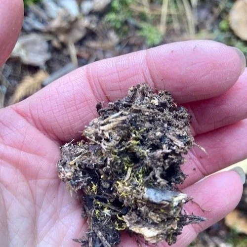 Tree of Life + Health: A Mycelial Network of Health — Botany of Being
