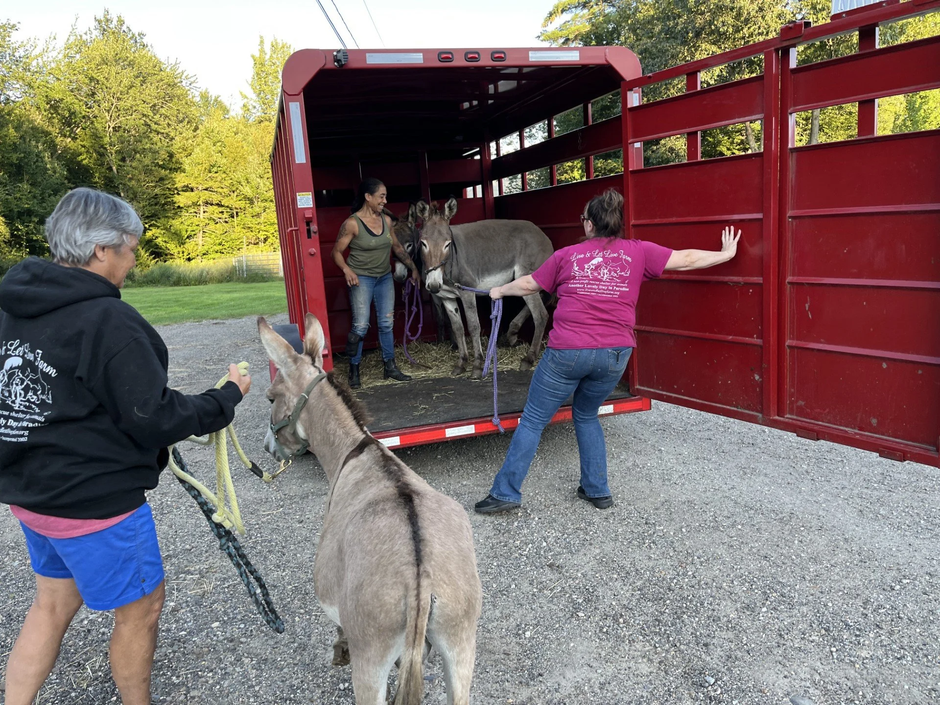 Live and Let Live Farm's Rescue and Sanctuary
