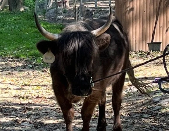 Live and Let Live Farm's Rescue and Sanctuary