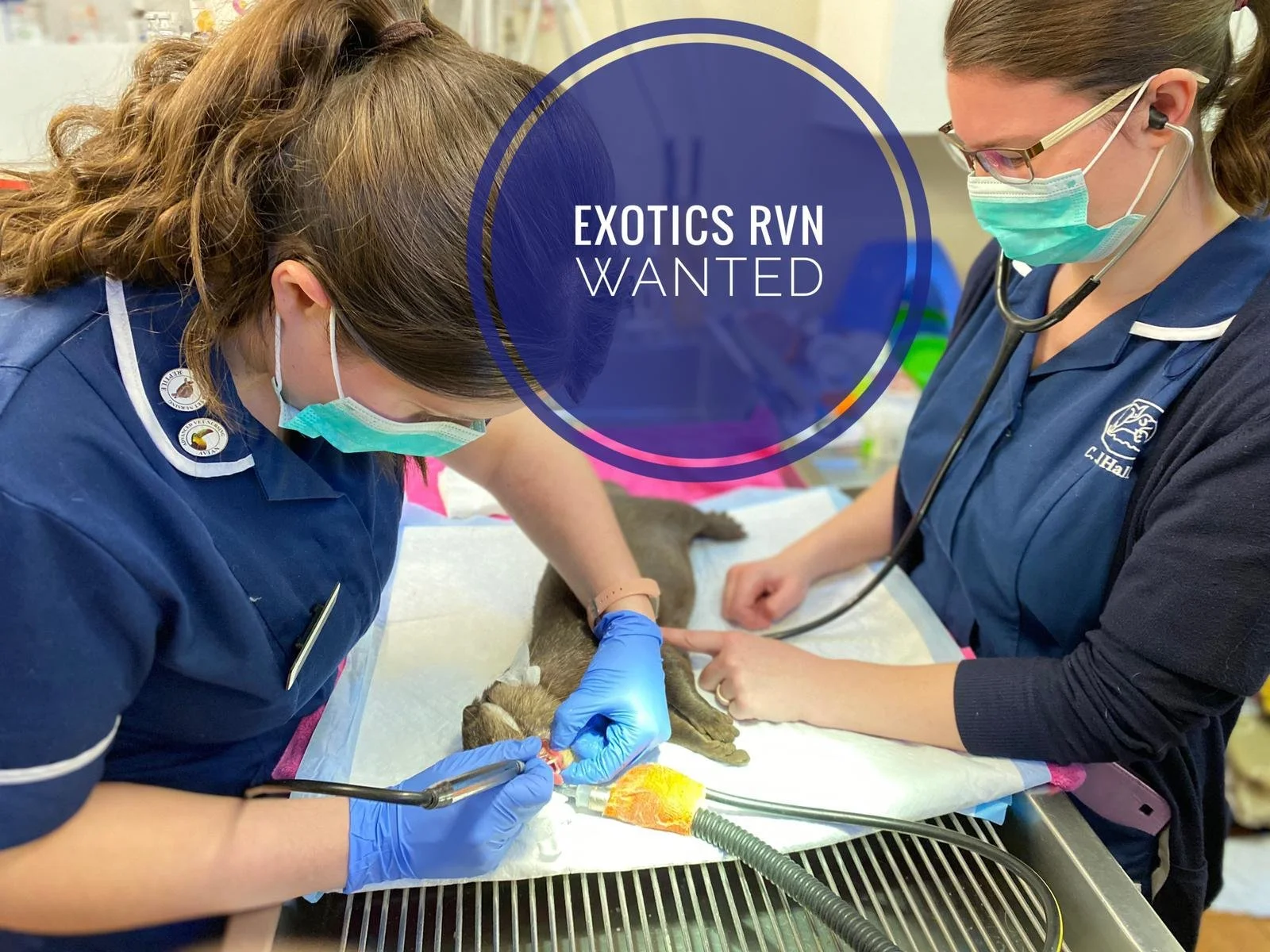 Work with us — CJ Hall Vets
