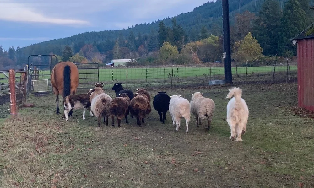 Tales from a Wild Hearted Farm Blog — Wild Wisdom Wool