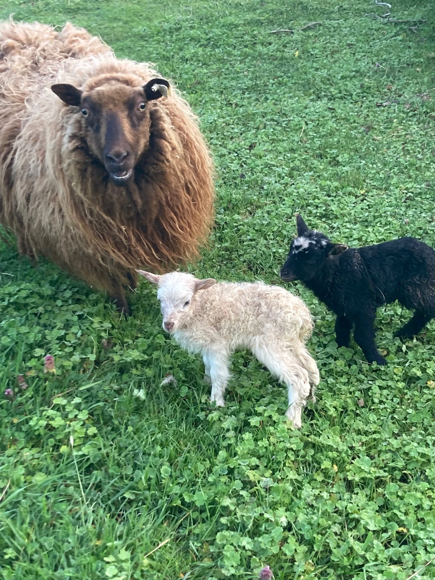 Meet the Flock | Discover Your Local Wool Source — Wild Wisdom Wool Pellet Co.