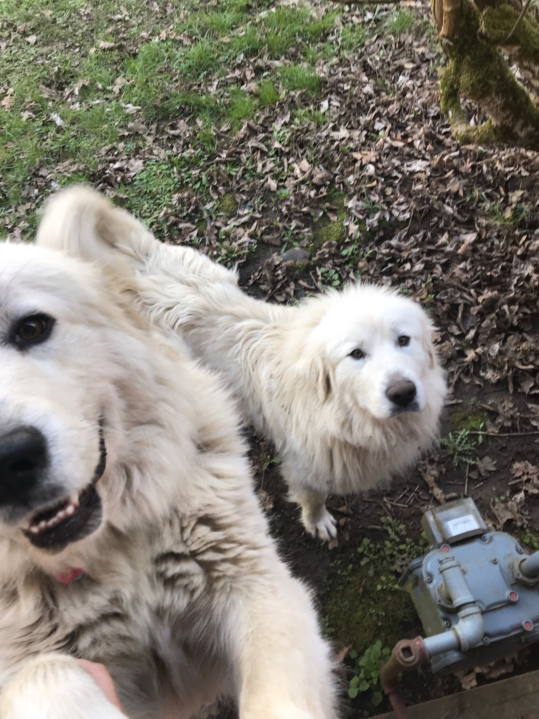 Great Pyrenees on the Farm — Wild Wisdom Wool