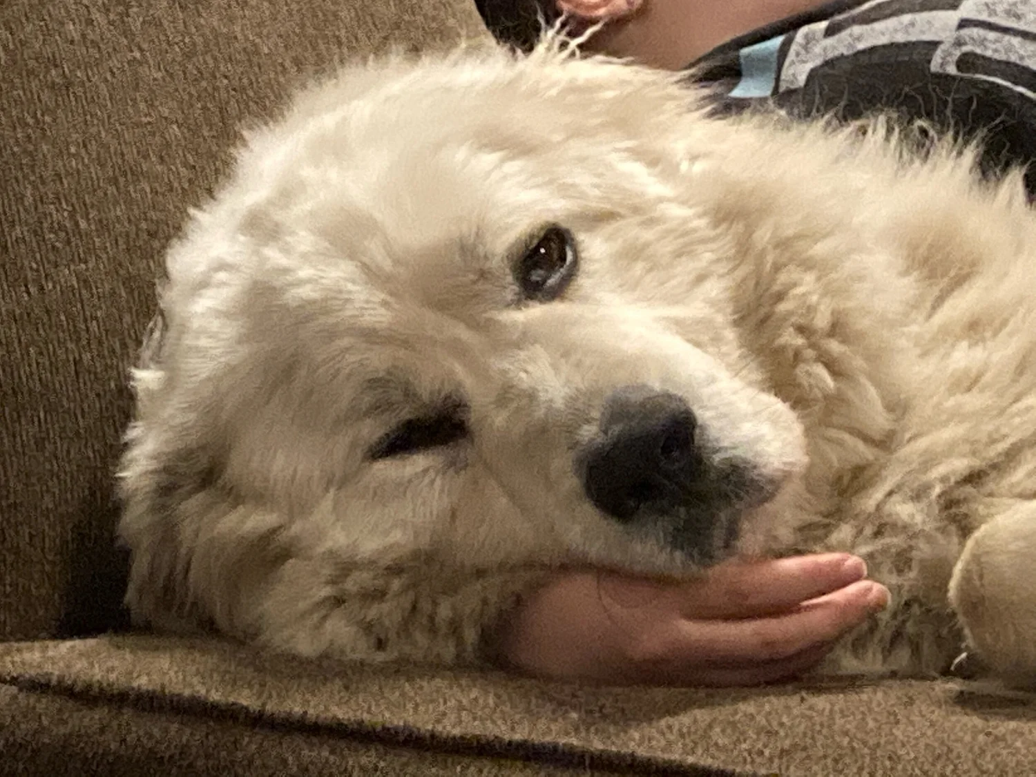 Great Pyrenees on the Farm — Wild Wisdom Wool