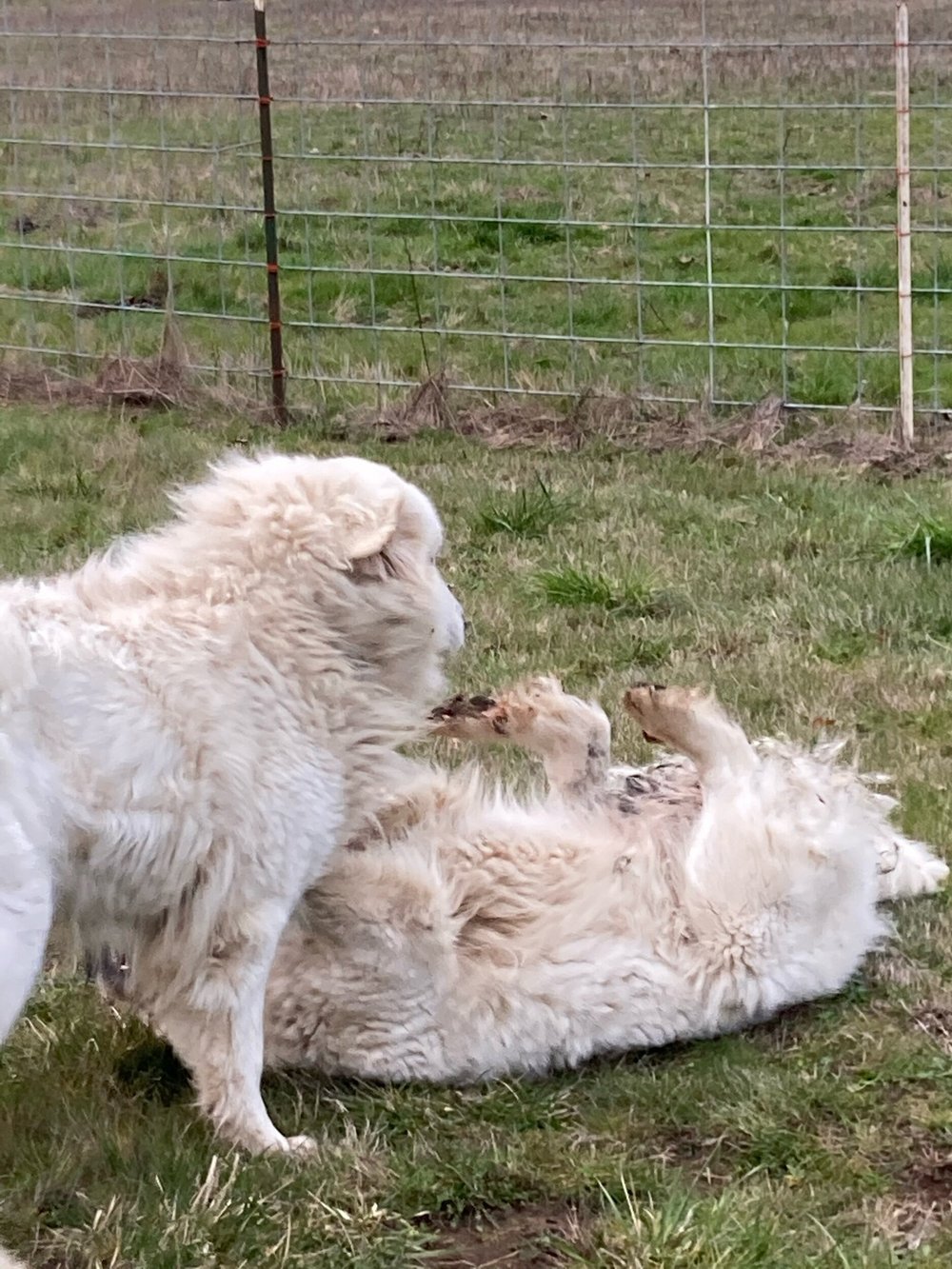 Great Pyrenees on the Farm — Wild Wisdom Wool