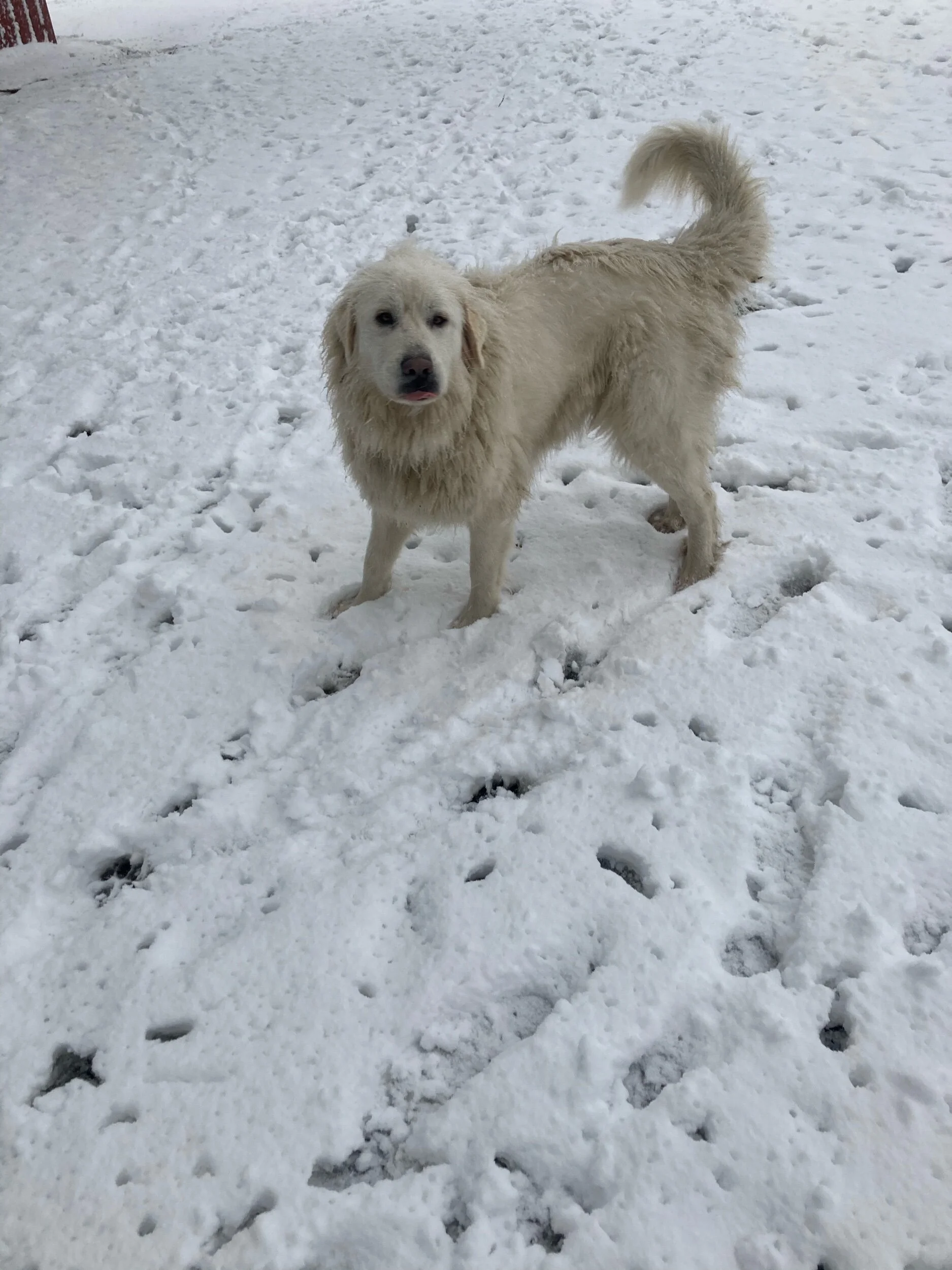 Great Pyrenees on the Farm — Wild Wisdom Wool