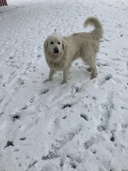 Great Pyrenees on the Farm — Wild Wisdom Wool
