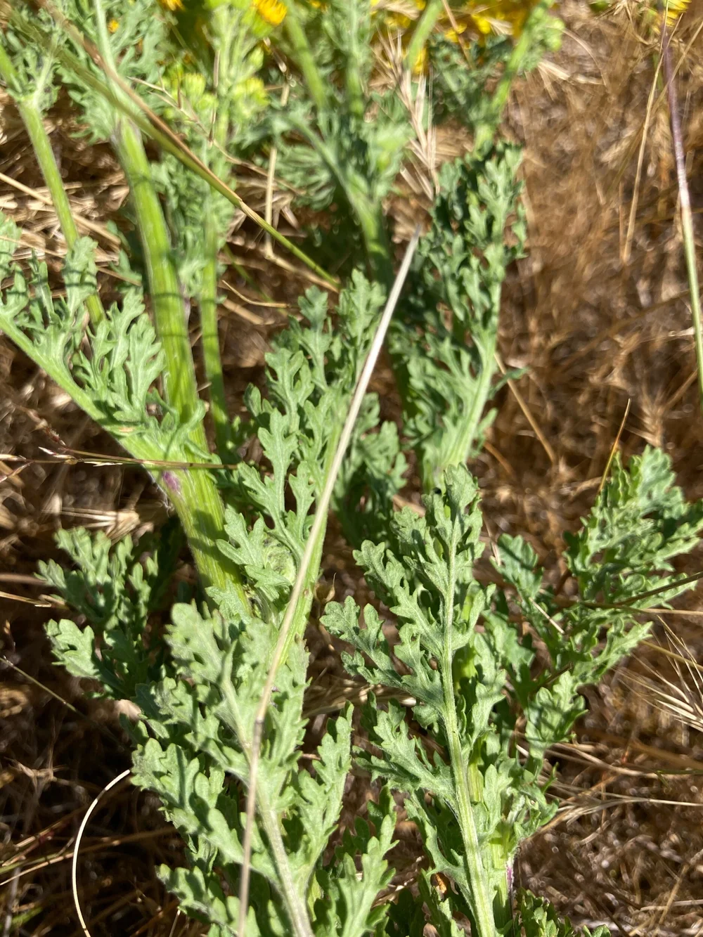 Tansy Ragwort and St. John’s Wort in the Homestead Pasture. — Wild ...