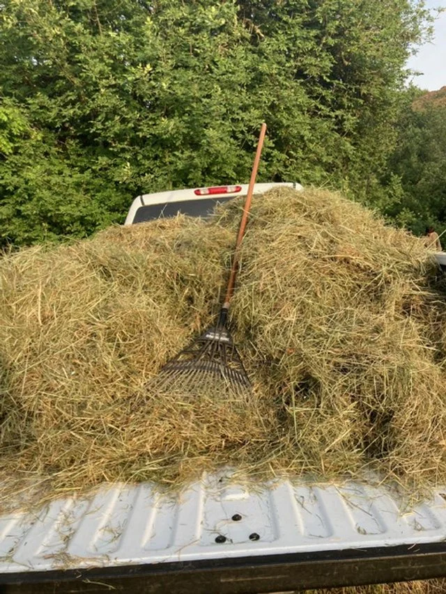 Foraging Hay for Livestock — Wild Wisdom Wool