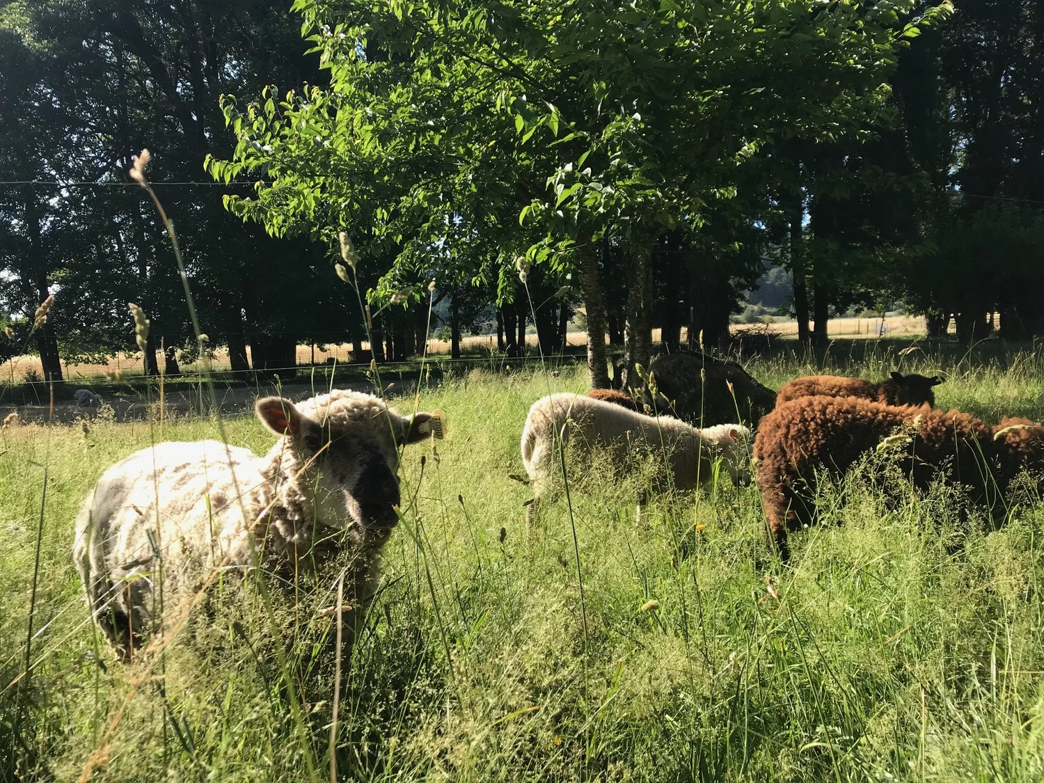 Wild Wisdom Wool