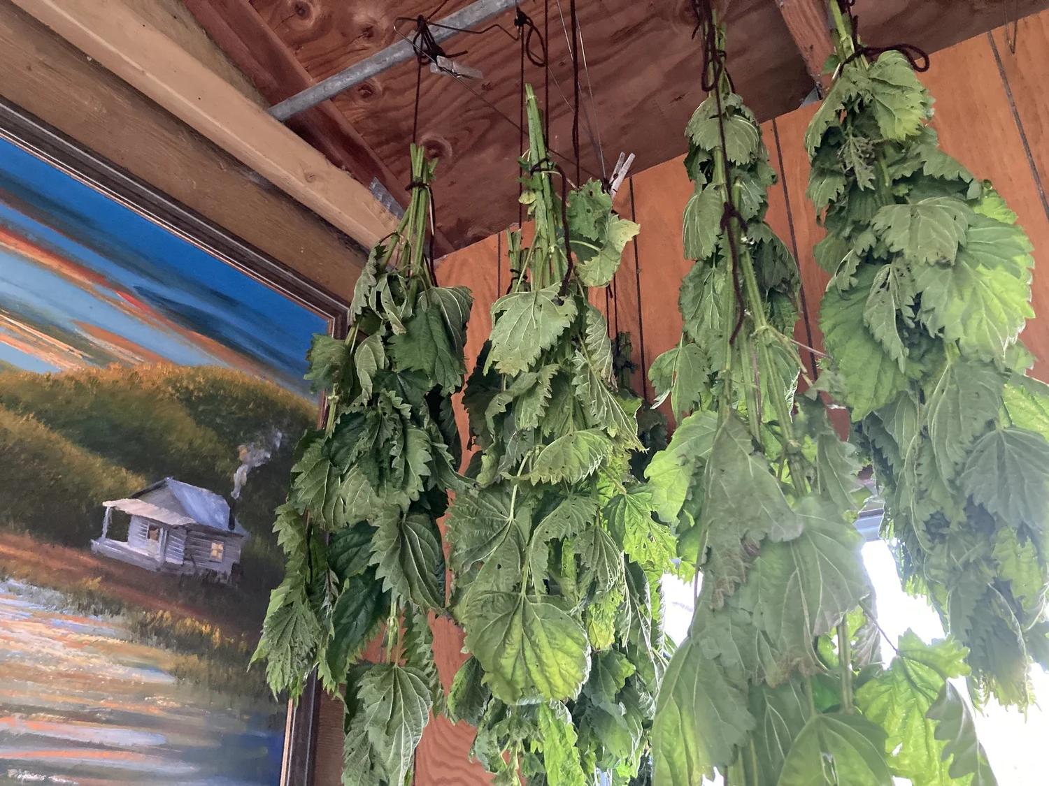 Wild Wisdom of Stinging Nettle — Wild Wisdom Wool