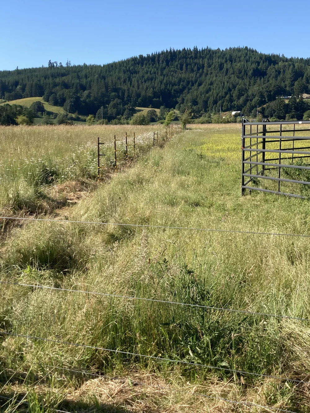 Guide to Homestead Fences — Wild Wisdom Wool