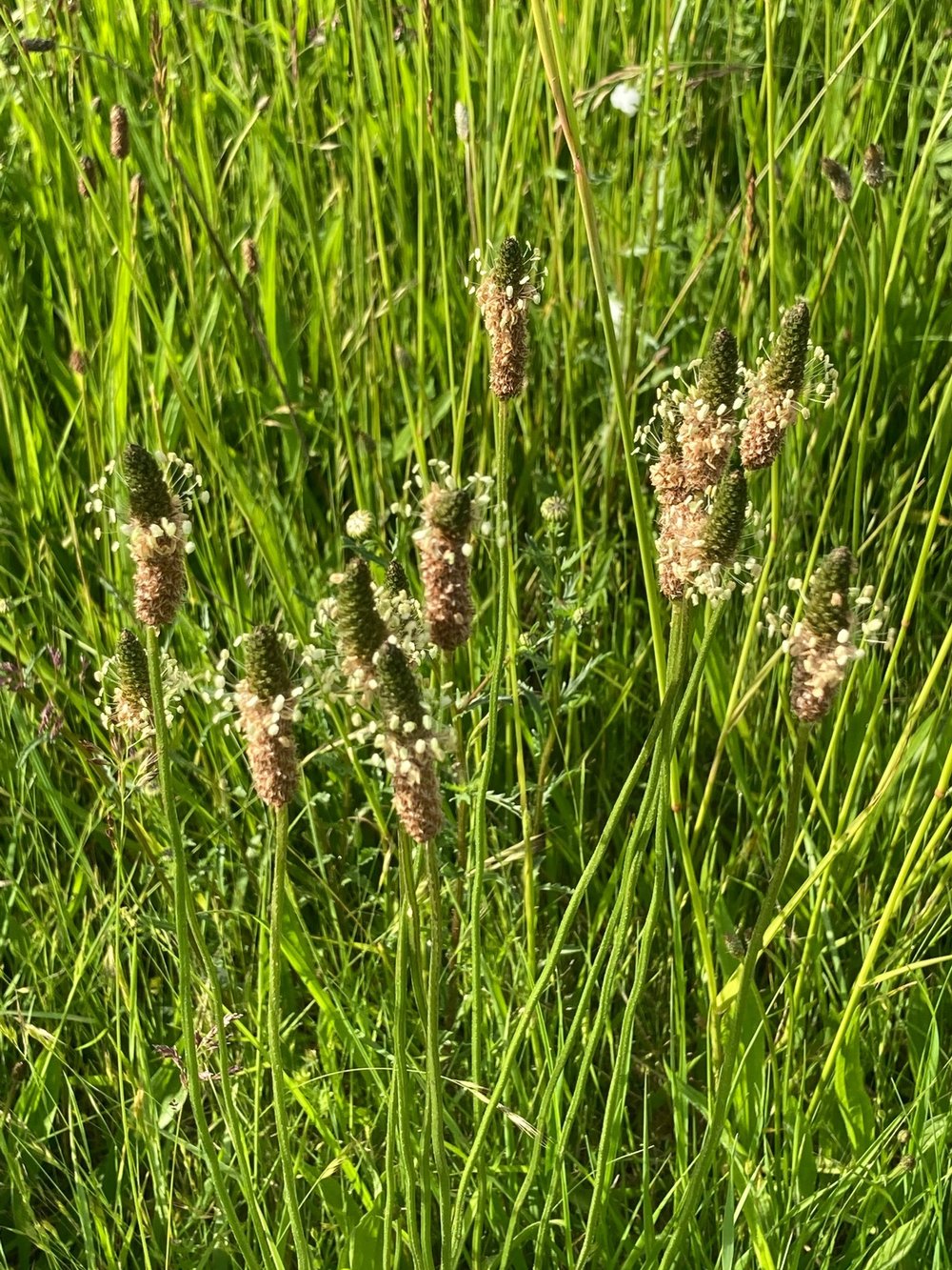 The Wild Wisdom of Plantain — Wild Wisdom Wool
