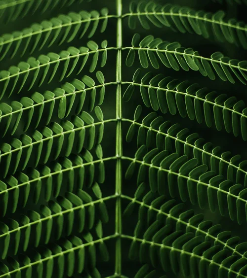 Is the word caucasian racist? — Care Harder