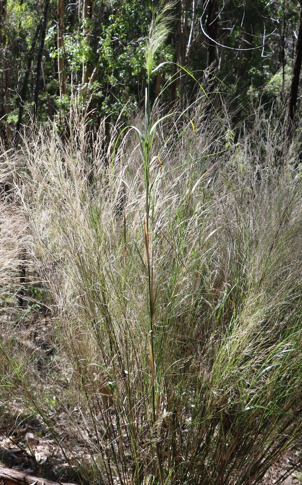 Grasses — Friends of Lane Cove NP