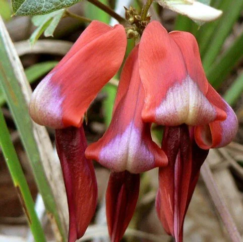 What's Flowering - Spring — Friends of Lane Cove NP