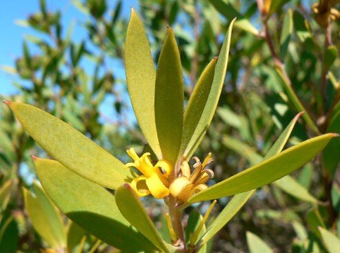 What's Flowering - Spring — Friends of Lane Cove NP