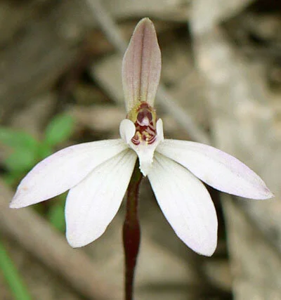 Caladenia sp. — Friends of Lane Cove NP
