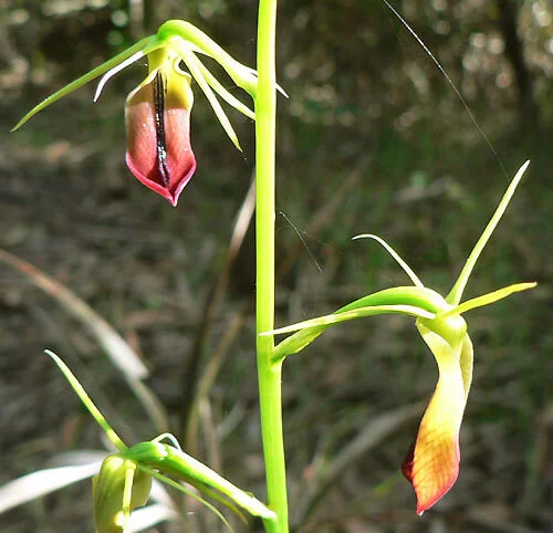 Cryptostylis subulata — Friends of Lane Cove NP