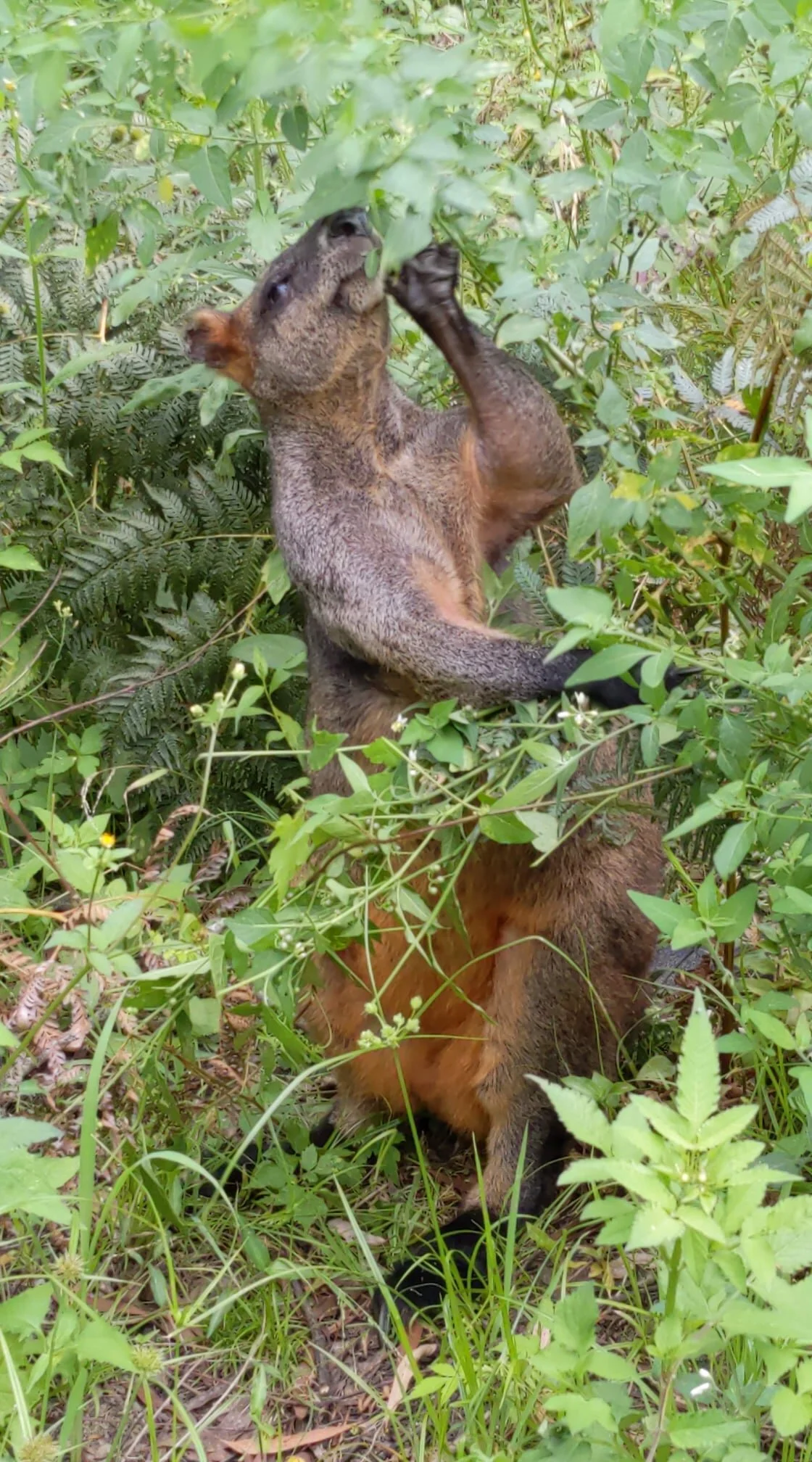 Fauna - Swamp wallaby — Friends of Lane Cove NP
