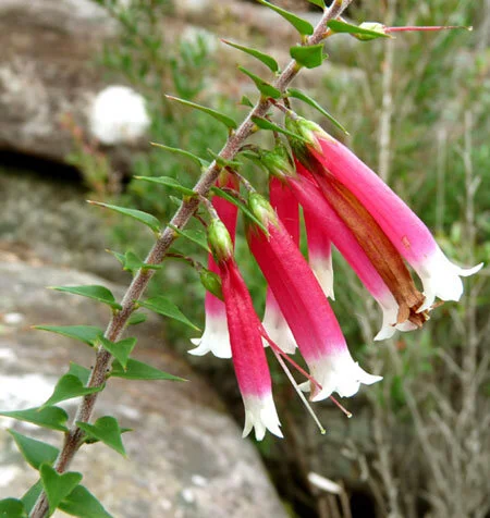 Epacris longiflora — Friends of Lane Cove NP