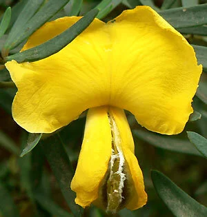Gompholobium latifolium — Friends of Lane Cove NP