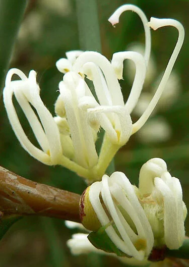 Hakea teretifolia — Friends of Lane Cove NP