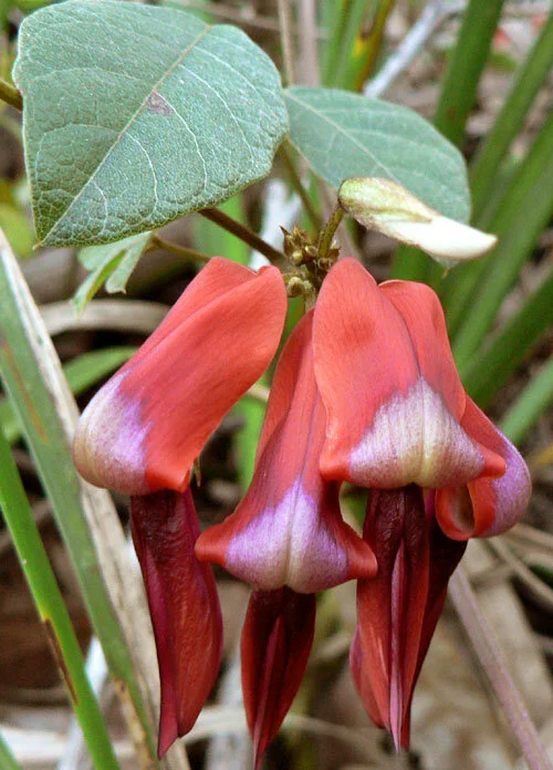 Kennedia rubicunda — Friends of Lane Cove NP