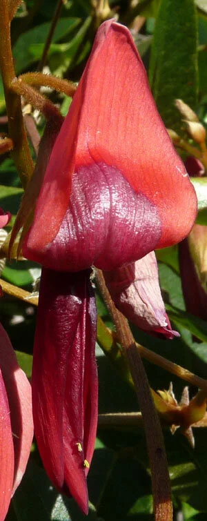 Kennedia rubicunda — Friends of Lane Cove NP