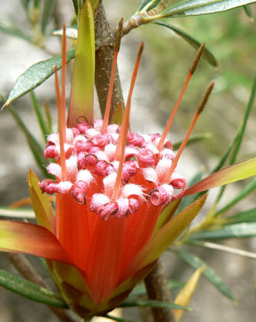 Lambertia formosa — Friends of Lane Cove NP