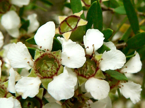 Leptospermum trinervium — Friends of Lane Cove NP