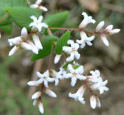 Leucopogon amplexicaulis — Friends of Lane Cove NP
