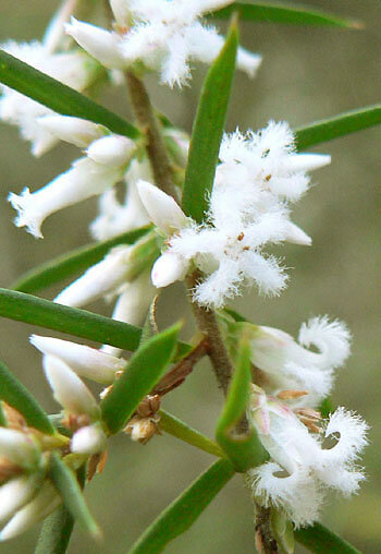 Leucopogon ericoides — Friends of Lane Cove NP