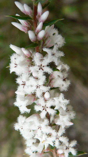 Leucopogon ericoides — Friends of Lane Cove NP