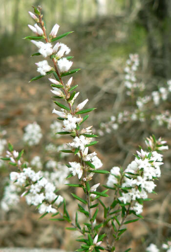 Leucopogon ericoides — Friends of Lane Cove NP