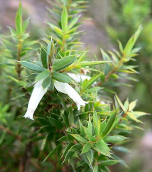 Leucopogon juniperinus — Friends of Lane Cove NP